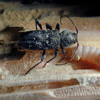 Carcoma – Ecoespacio | Ecología y Espacio